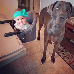 Perch Hanging High Chair - Best Baby Feeding High Chair | Guzzie+Guss